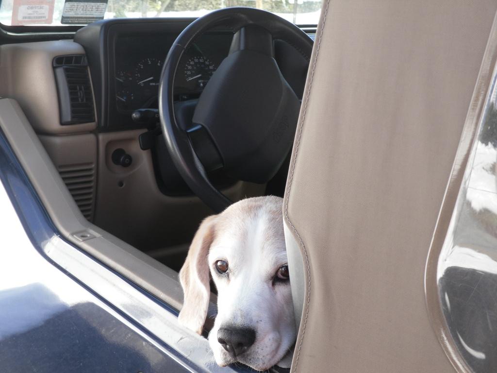 Beagle, Take the Wheel – Beagleman
