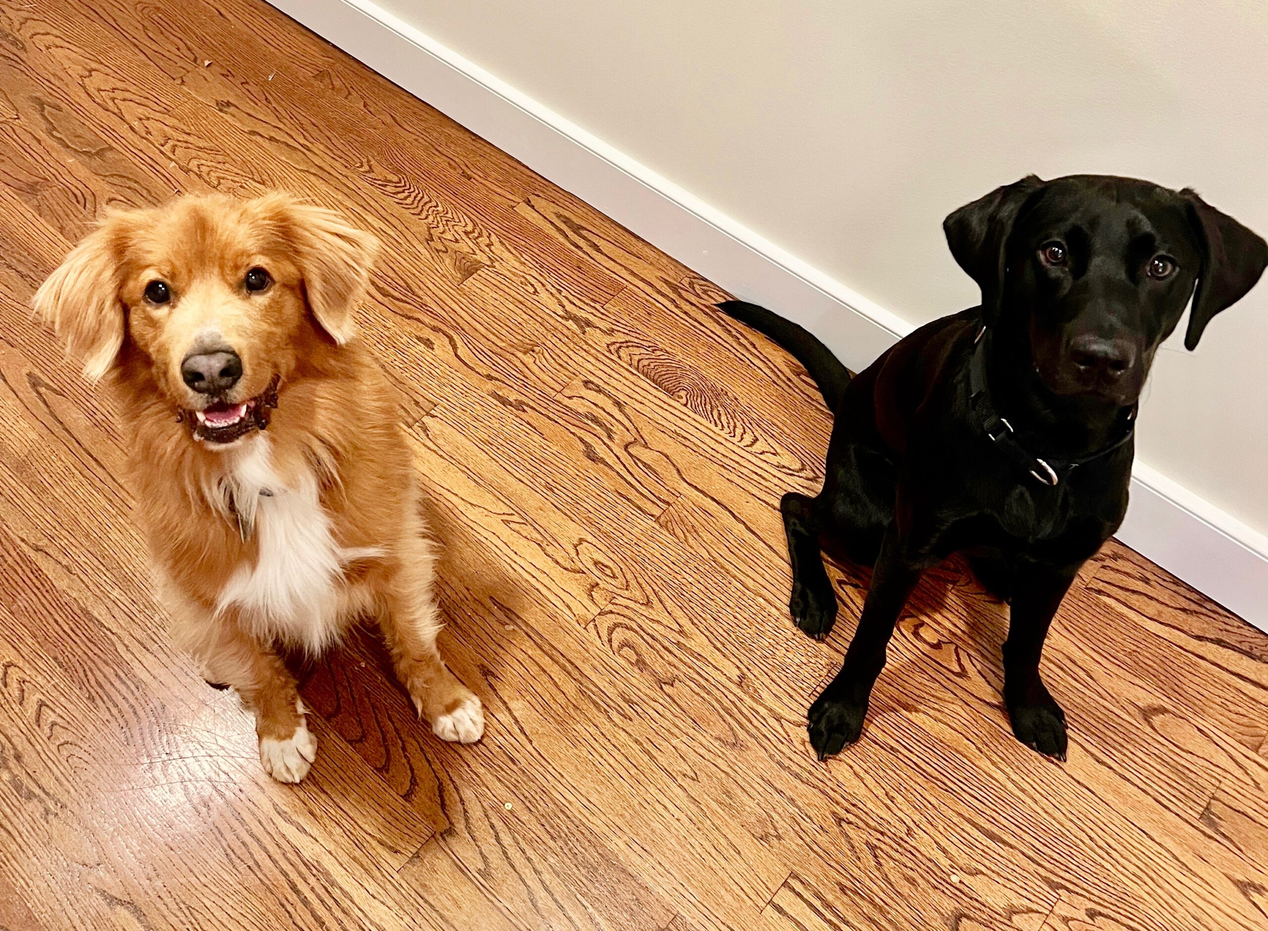 JAILBREAK! – Beagleman