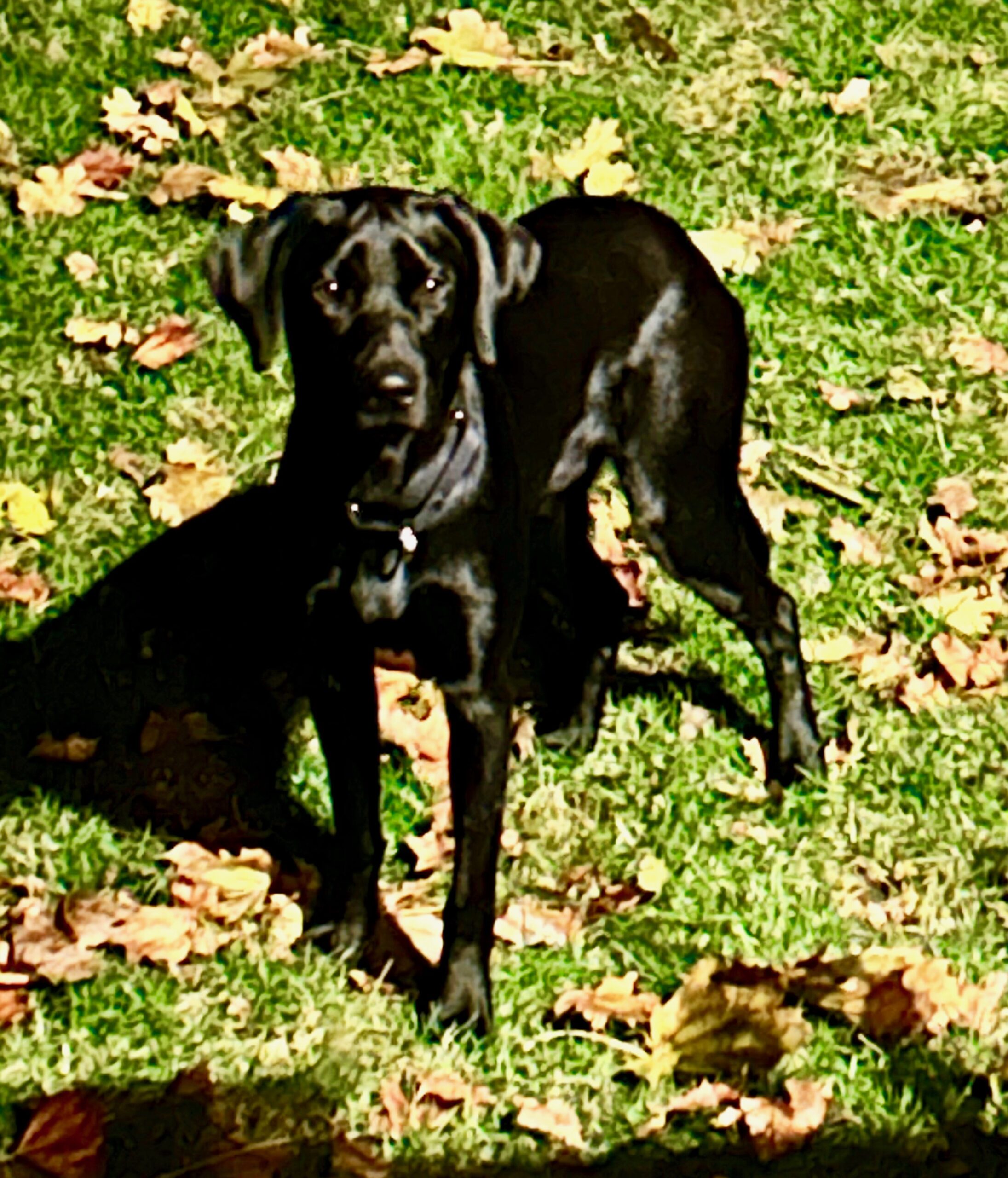 HIS MASTER’S VOICE – Beagleman