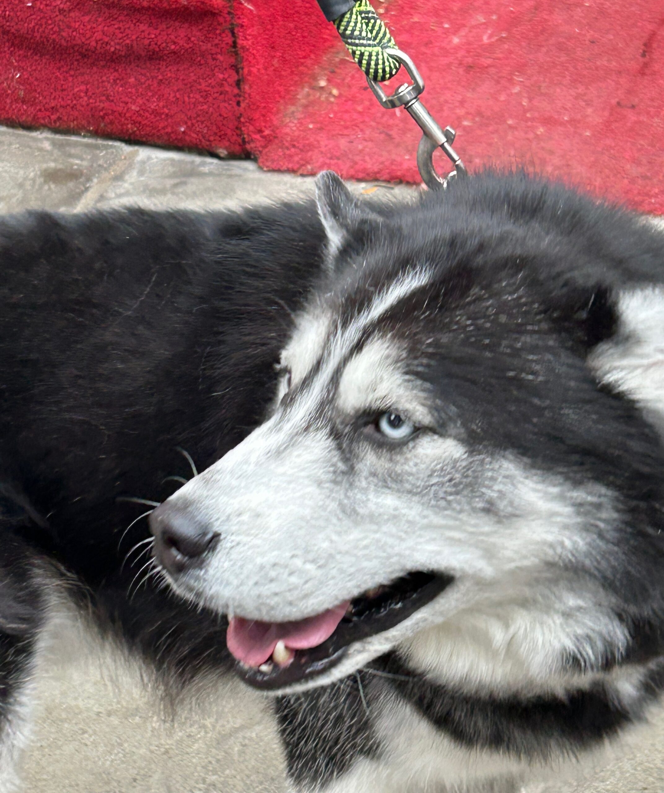 HUSKIES! – Beagleman