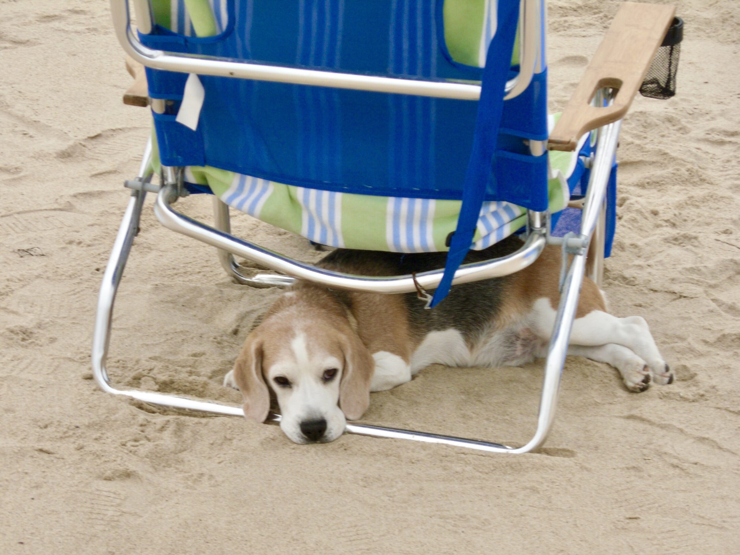 BRAIN SIZE – Beagleman